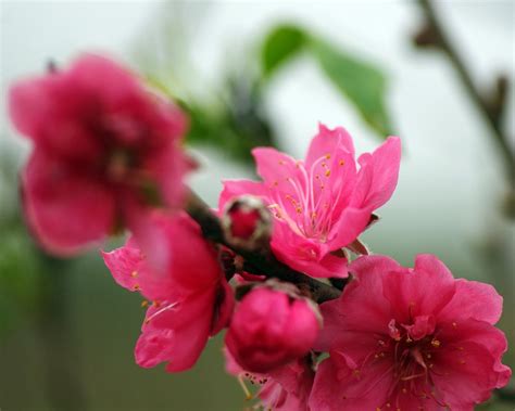 30 Hình ảnh Hoa đào đẹp Những Gốc Cây Hoa đào Tết Hà Nội Spirit Of Place