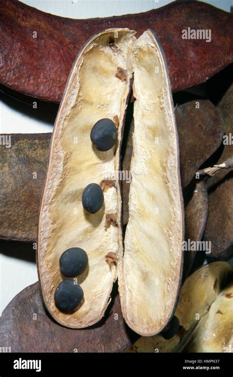 Bank Of Seeds Erythrophleum Guineense Fabaceae Peradeniya Botanical