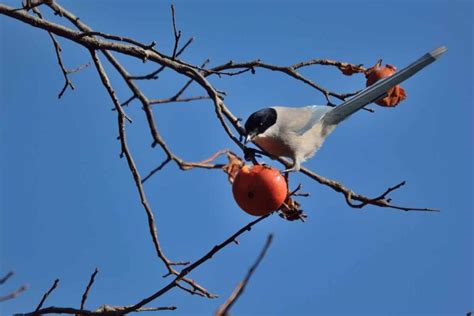How To Identify And Control 15 Persimmon Pests Gardeners Path