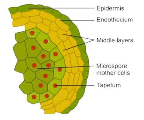 Sexual Reproduction In Flowering Plants Biology Notes