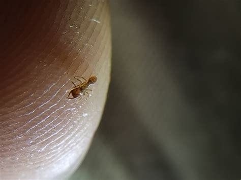 Stigmatomma Crypticum From Kwai Tsing Hk On August 15 2020 At 0214