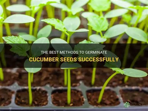 How To Germinate Cucumber Seeds Step By Step For Home Gardeners Shuncy