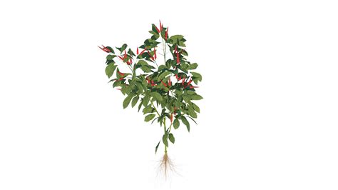 Pepper Red Pepper Model Turbosquid 2147054