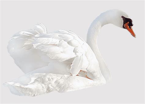 Swan White Swan Anatidae Waterfowl Cygnini Digital Rgb Color