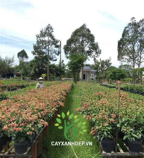 Ngọc Nữ Cây Xanh Đẹp