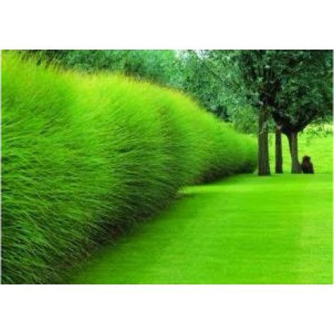 Tall Border Plants How To Choose And Use Them In Your Garden