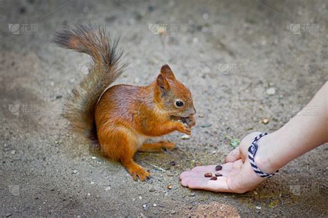 松鼠从手里吃坚果