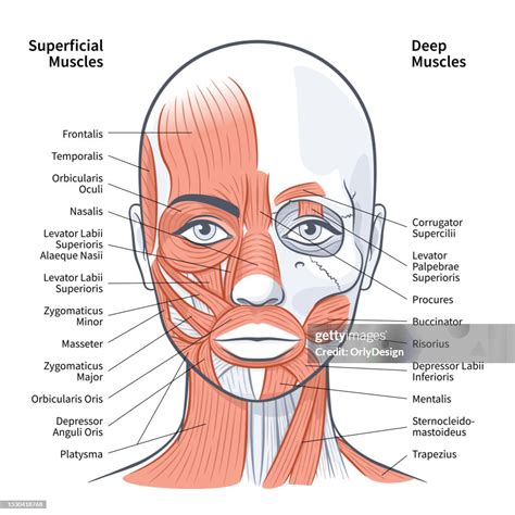 Woman Face Superficial Deep Muscles Scheme Vector Illustration High Res