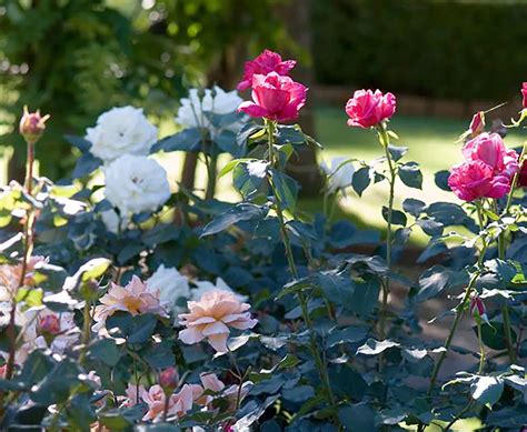 Caring For Roses An Ultimate Starter Guide To Rose Care