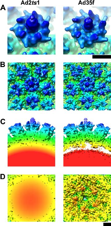 Average Radial Density Distributions Of The Ad2 Ts 1 And Ad35f