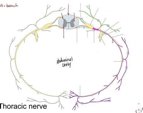 Thoracic Nerve Diagram Quizlet