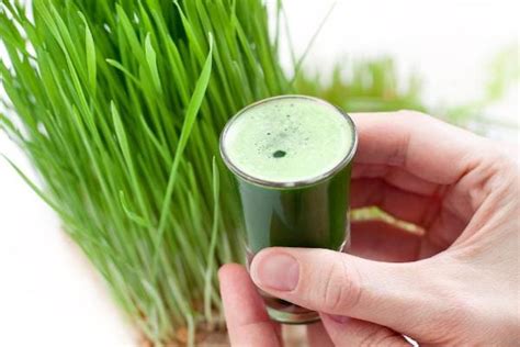 Wheatgrass Products Market Size Share Price Forecast 2031