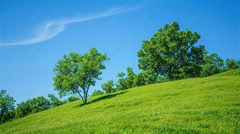 View Of Leafy Green Trees And Blue Sky At The Top Of A Grassy Hill