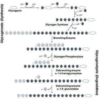 Pdf Structure And Regulation Of Yeast Glycogen Synthase