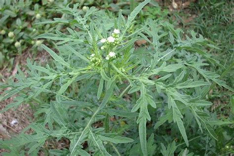 Factsheet Parthenium Hysterophorus Parthenium Weed