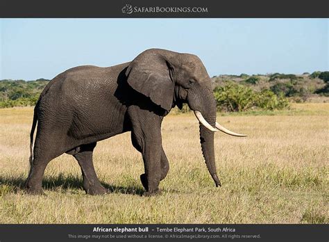 Tembe Elephant Park Photos Images And Pictures