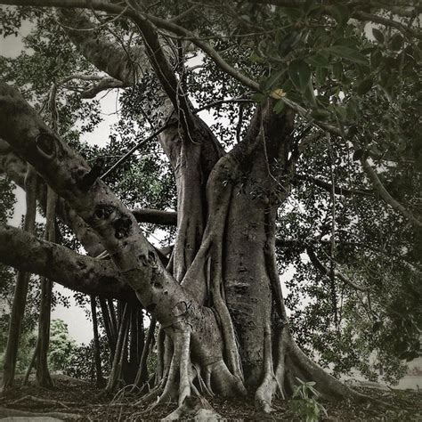 Premium Photo Low Angle View Of Trees