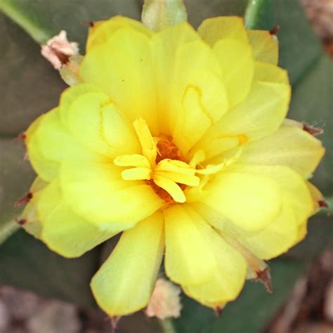 Astrophytum Myriostigma Var Nudum [limited] Mcg™