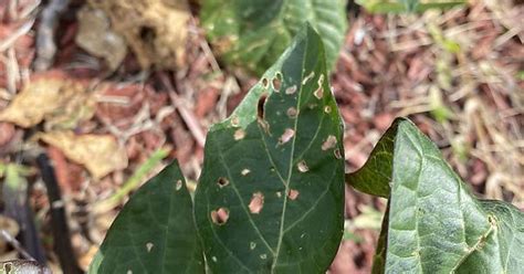 Imgur The Magic Of The Internet