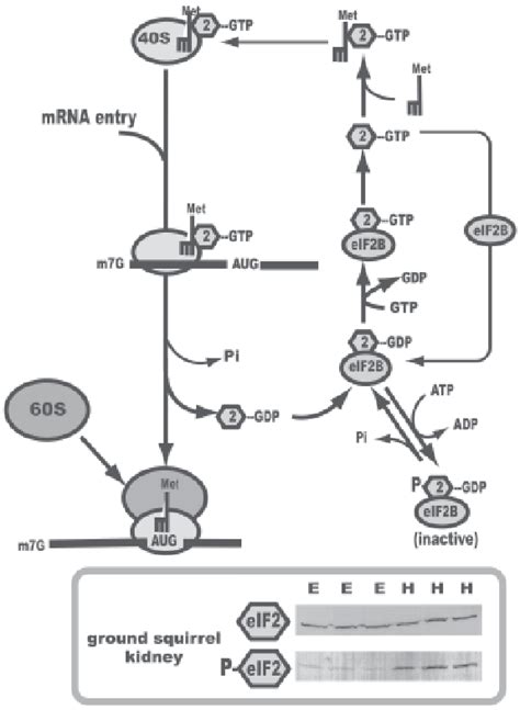 Reversible Phosphorylation Control Of The Eukaryotic Initiation Factor Download Scientific