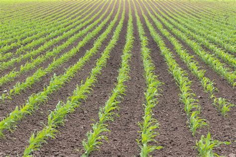 Dutch Ttf Gas Prices And Dutch Ttf Gas Futures Prices