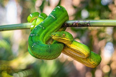 Emerald Tree Boa Facts Behavior Diet And Images