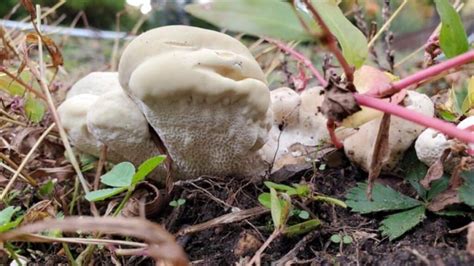 Berkeleys Polypore Identification Foraging And Culinary