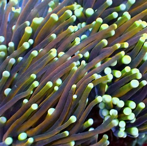 Euphyllia Glabrescens Golden Torch Indo Euphyllia Glabrescens Corals