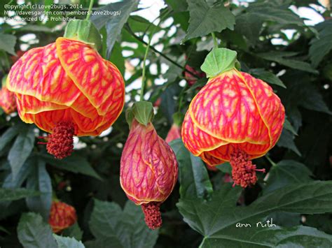 Abutilon Red Tiger Tree