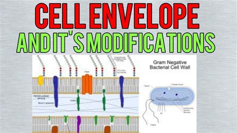 Types Of Cell Envelope At Alexis Parker Blog