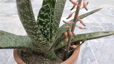 How To Grow And Care For Gasteria Succulent Plant Stomach Shape