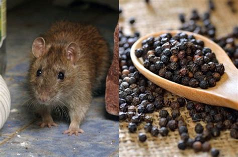 Tikus Ternyata Takut Sama Merica Begini Cara Bikin Tikus Ngibrit Dari Rumah Dengan Modal Lada