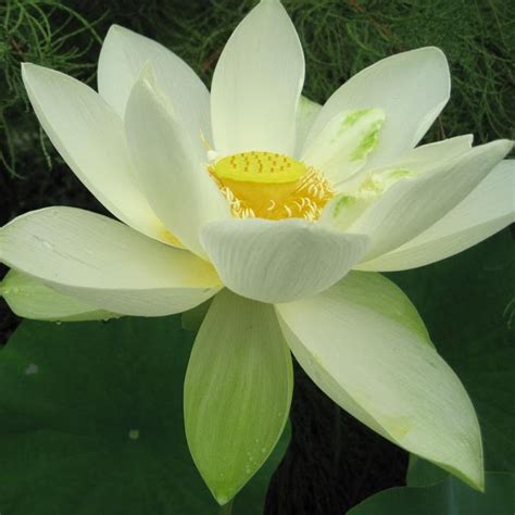 Naran Sri Balakumar Youtube