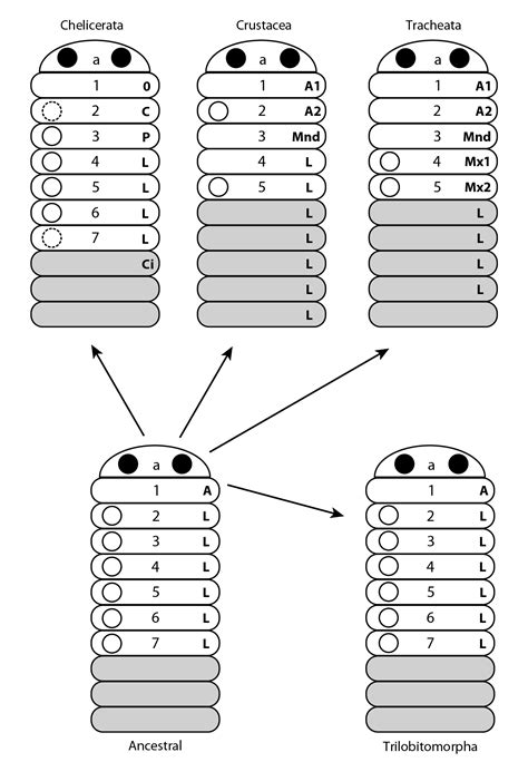 Chelicerata Acervo De Imagens Ciar
