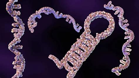 Rna Editing In The Aging Brain With Alzheimers Disease