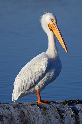 American White Pelican Wikipedia