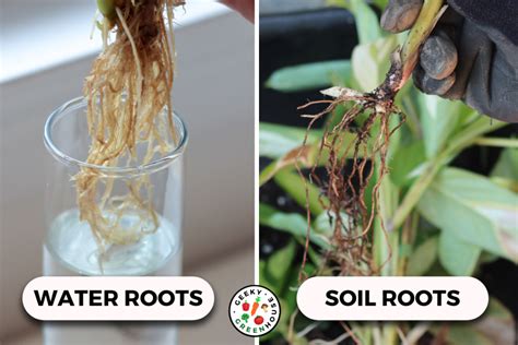 Transplanting Water Roots To Soil Method Tips And Tricks Geeky