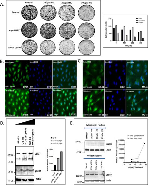 Overexpression Of Usp37 Leads To Enhanced Survival In Response To