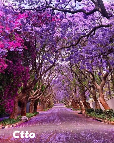 Jacaranda Tree Lunti Plant Nursery