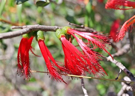 Western Australian Plants Myrtaceae