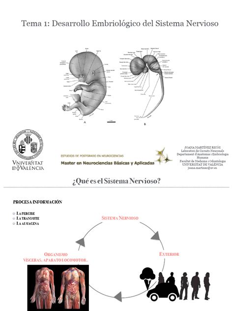 Tema 1 Embriología Del Sn Pdf
