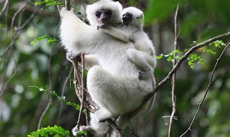 Silky Sifaka Alchetron The Free Social Encyclopedia