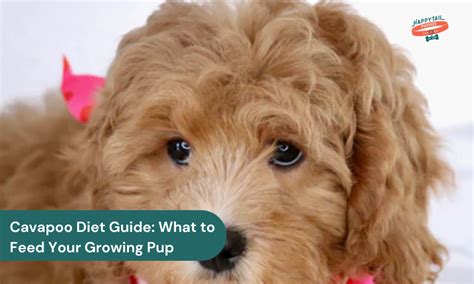 Cavapoo Diet Guide What To Feed Your Growing Pup
