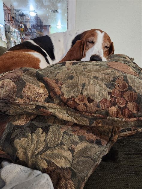 Hes The Prince And The Pea Rbasset