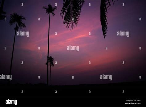 Betelnut Trees In Assam India Betelnut Farming In Village Of North