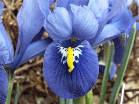 Iris Reticulata Joyce Grows On You