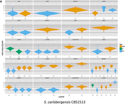Ploidy Analysis For The S Carlsbergensis Genome A Violin Plot