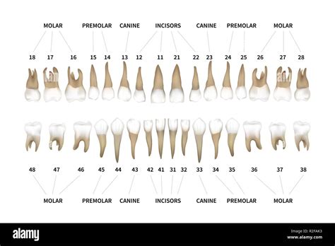 Teeth Numbers And Names Human Teeth Chart