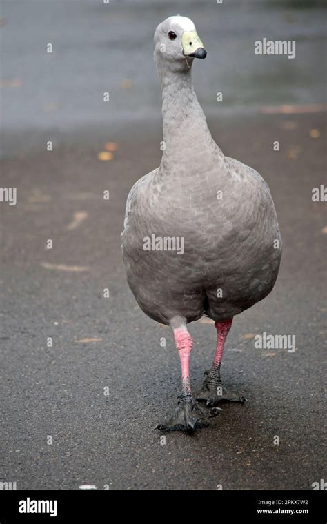 The Cape Barren Goose Is A Very Large Pale Grey Goose With A
