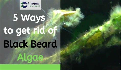 How To Get Rid Of Black Beard Algae Aqua Movement